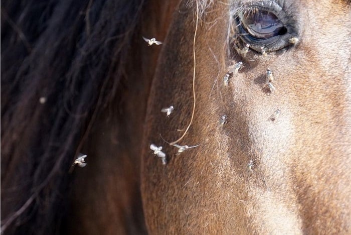 La mosca cavallina: morsi e modi per respingerla | Fera24.it